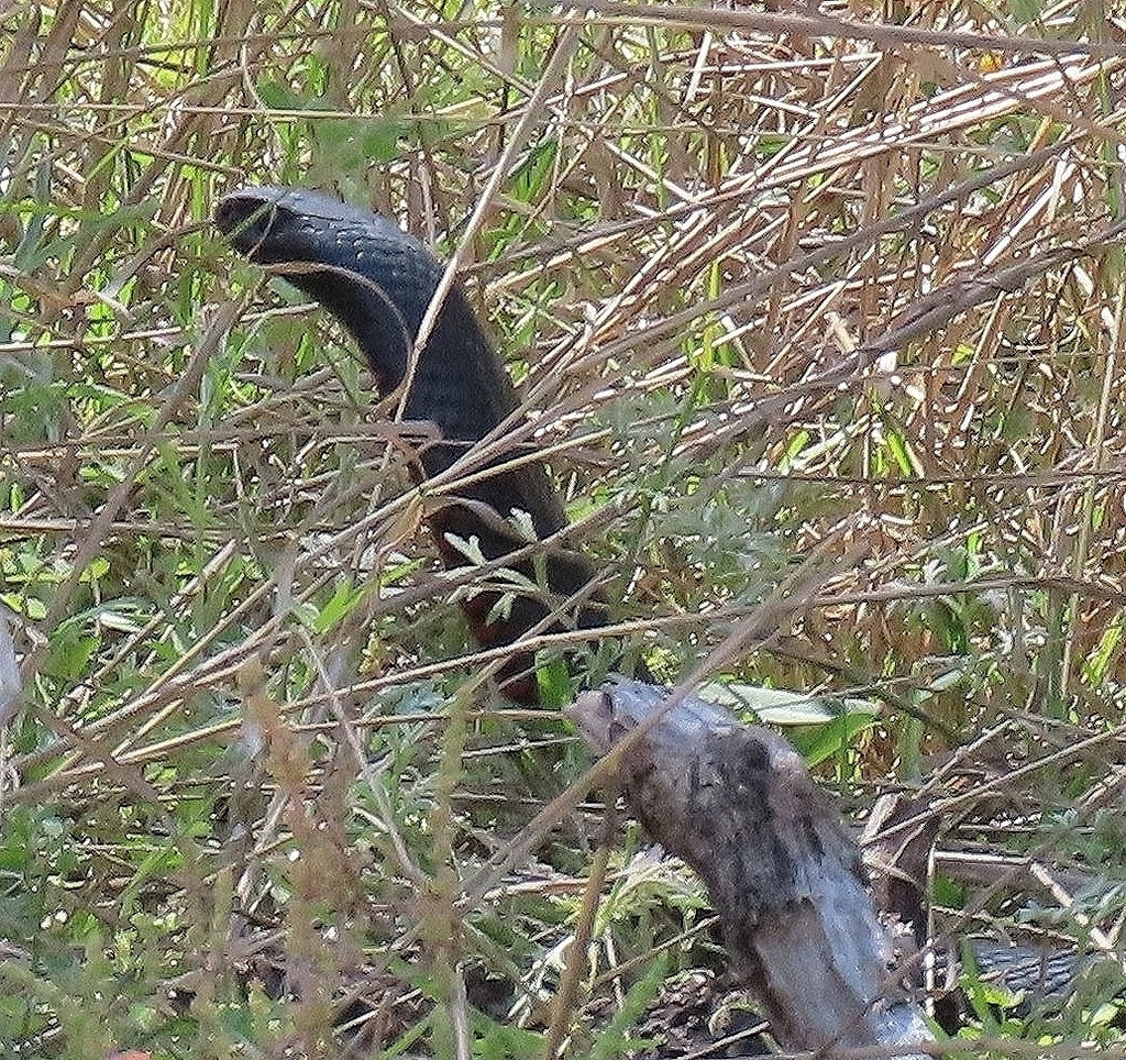 Red-bellied Black Snake from Atholwood NSW 2361, Australia on October 2 ...