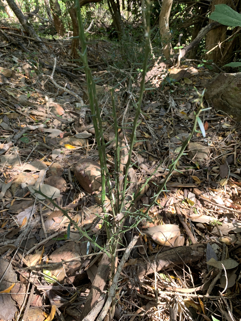 Australian round lime from Mount Delaney QLD 4514, Australia on October ...