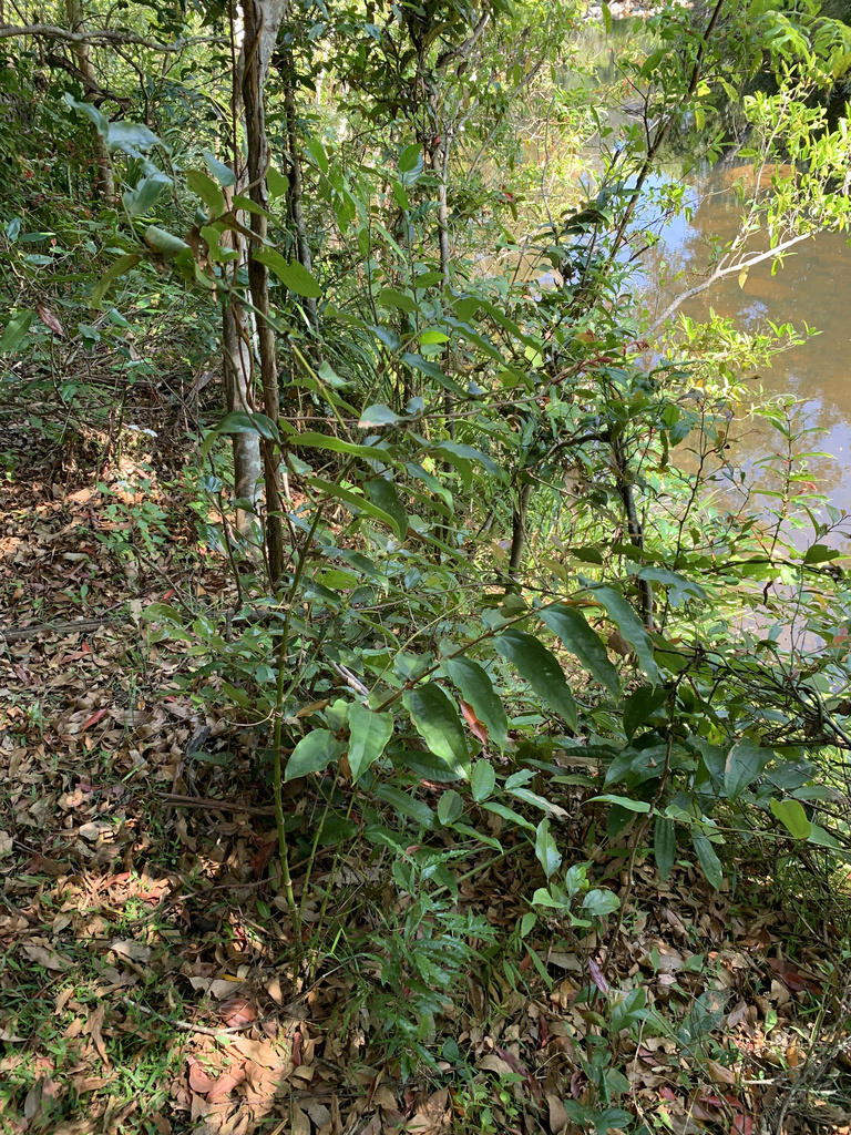 hairy supplejack from Mount Delaney QLD 4514, Australia on October 6, 2024 at 10:05 AM by Maree ...