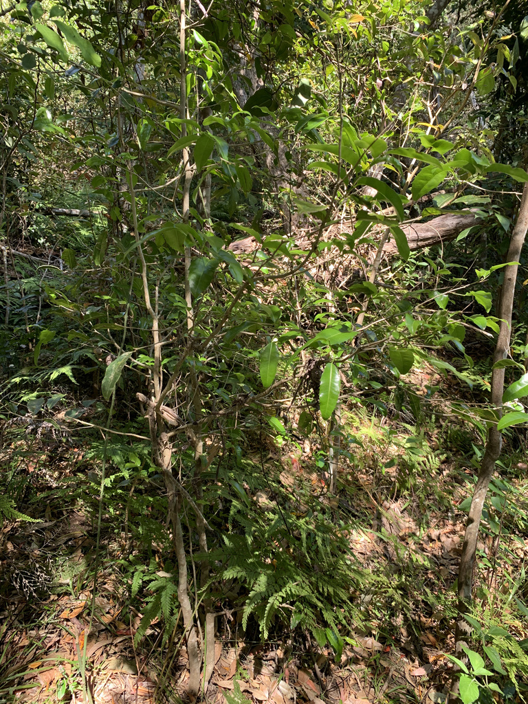 Yellow Tulipwood from Mount Delaney QLD 4514, Australia on October 6 ...