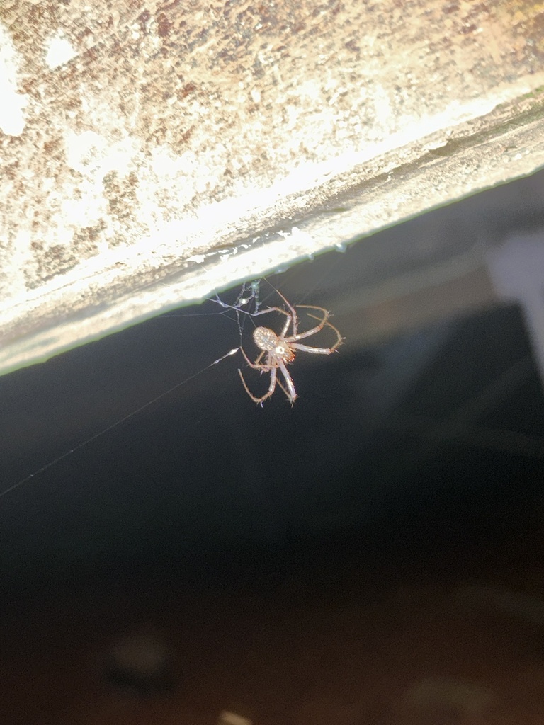 Spiders from Danbulla, QLD, AU on October 6, 2024 at 08:53 PM by Emma ...