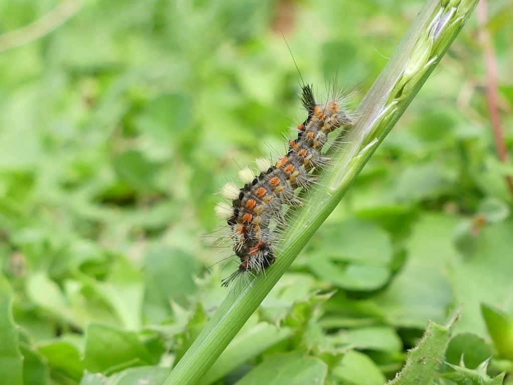 Rusty Tussock Moth from 08193 Bellaterra, Barcelona, Espanya on October ...