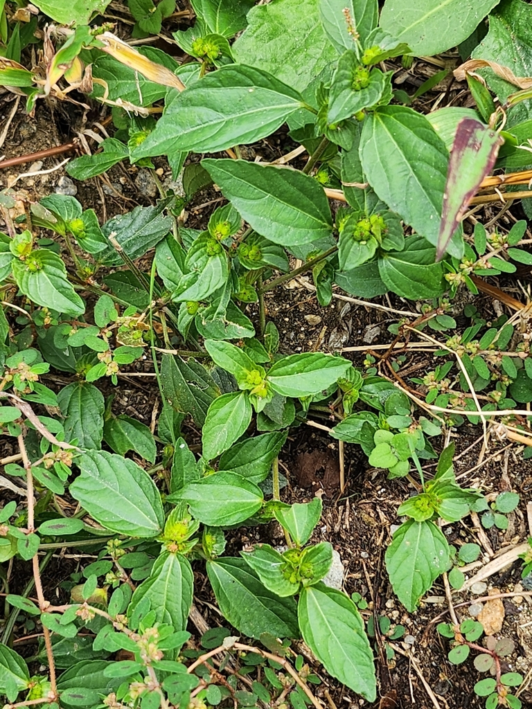 Asian Copperleaf from 단대호수공원 on October 6, 2024 at 09:31 AM by 유용선 ...