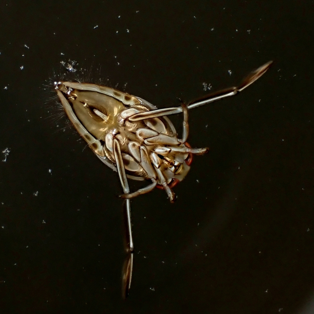 Enithares from 香港西貢市 on October 5, 2024 at 12:17 PM by Pasteur Ng ...