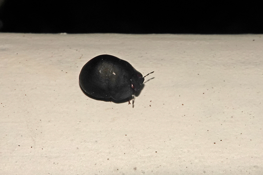 Calacta lugubris in May 2024 by Carol Kwok · iNaturalist