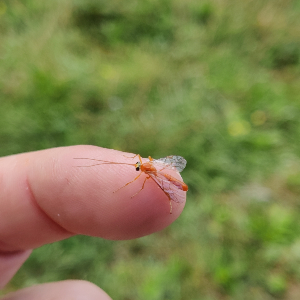 Netelia from Woodford, VT 05201, USA on July 31, 2021 at 07:55 AM by ...