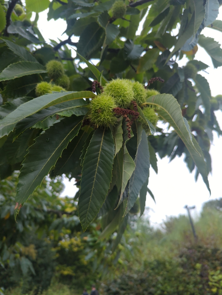 Sweet Chestnut from Stafford ST17 0XS, UK on 26 September, 2024 at 09: ...