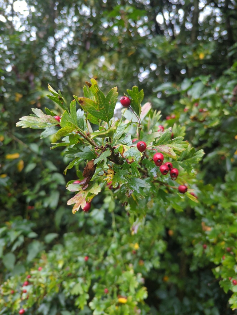 common hawthorn from Stafford ST17 0XS, UK on September 26, 2024 at 10: ...