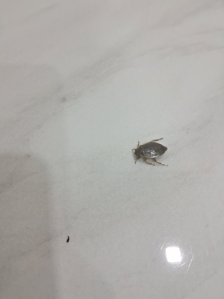 Diplonychus from Buldhana District on October 6, 2024 at 07:19 PM by ...