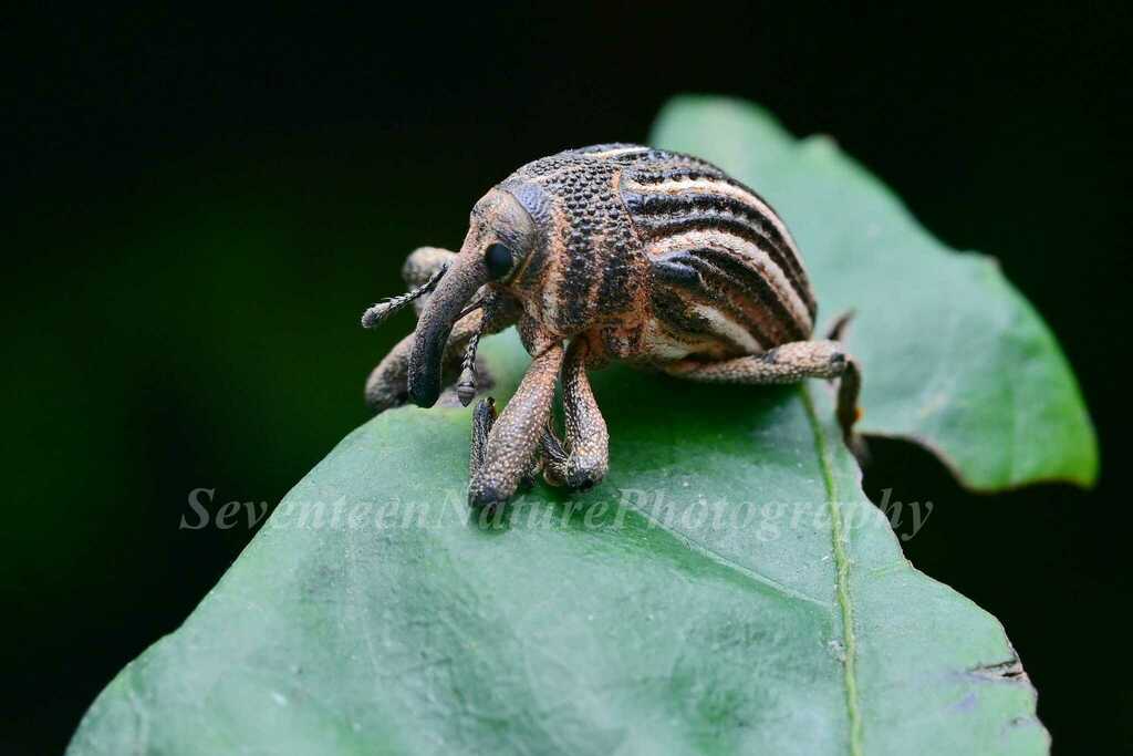 Sternuchopsis waltoni from 中国贵州省黔南布依族苗族自治州荔波县 on October 1, 2024 at 09: ...