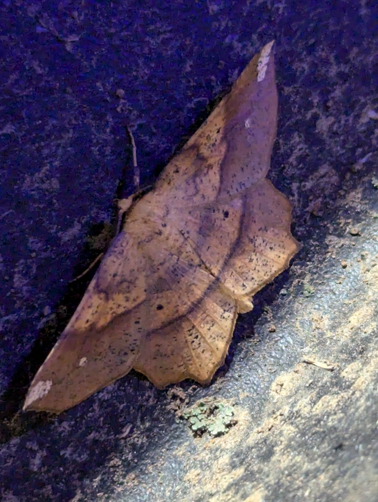 Deep Yellow Euchlaena Moth from Mt. Juliet, TN 37122, USA on August 31 ...