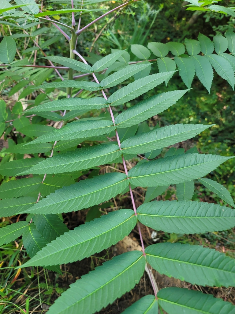 smooth sumac from Biltmore Park, Asheville, NC, USA on September 19 ...