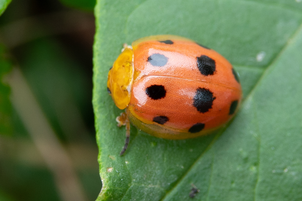 Oides decempunctata from 中国陕西省汉中市洋县 on October 5, 2024 at 11:25 AM by ...