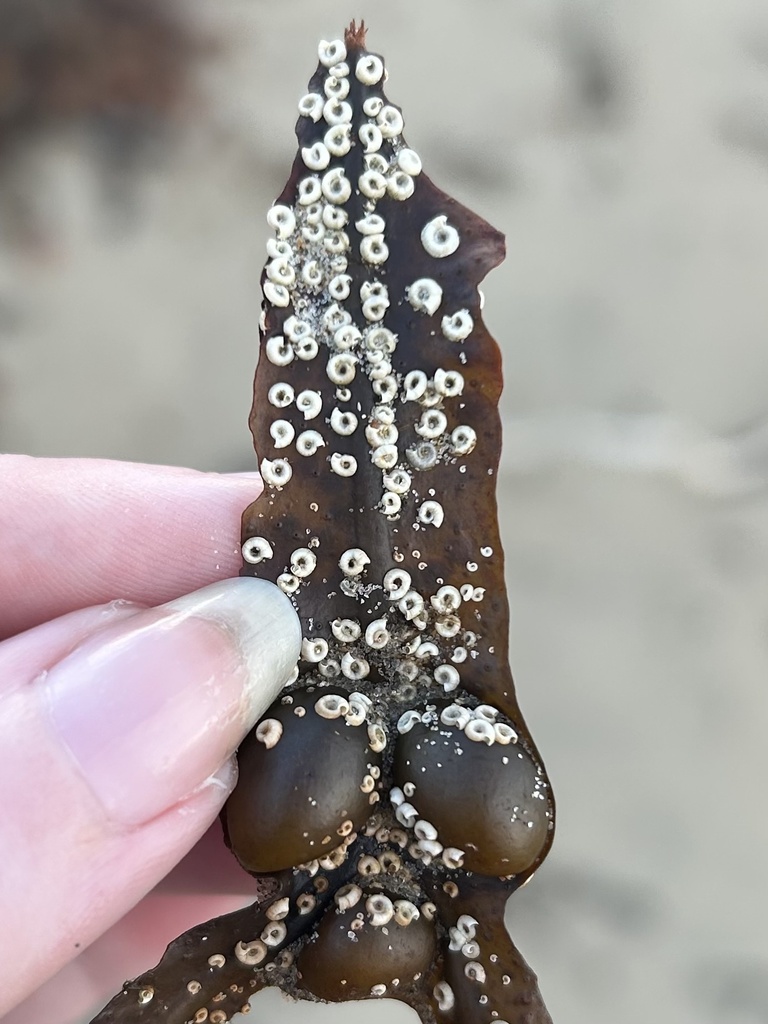 Coil Worm from R268, Rathmullan, Co. Donegal, IE on October 6, 2024 at ...