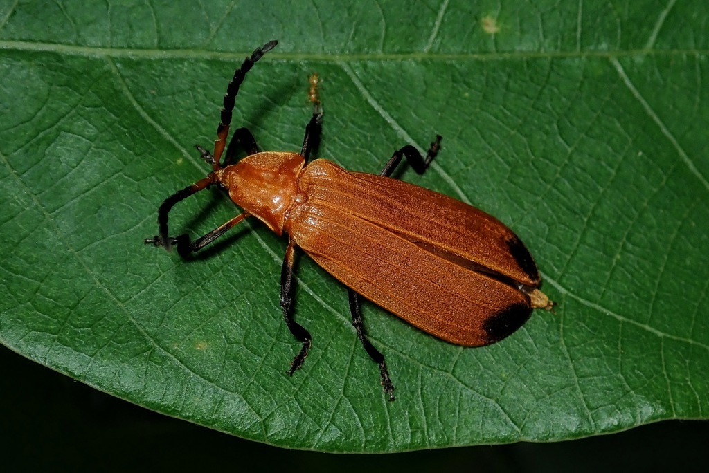 Lycostomus from 香港元朗 on July 4, 2019 at 12:38 PM by Suipoon Kwan ...