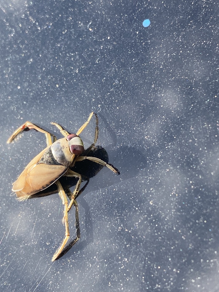 Eurasian Greater Water Boatman from Kupiškio g., Utena, Utena Region ...