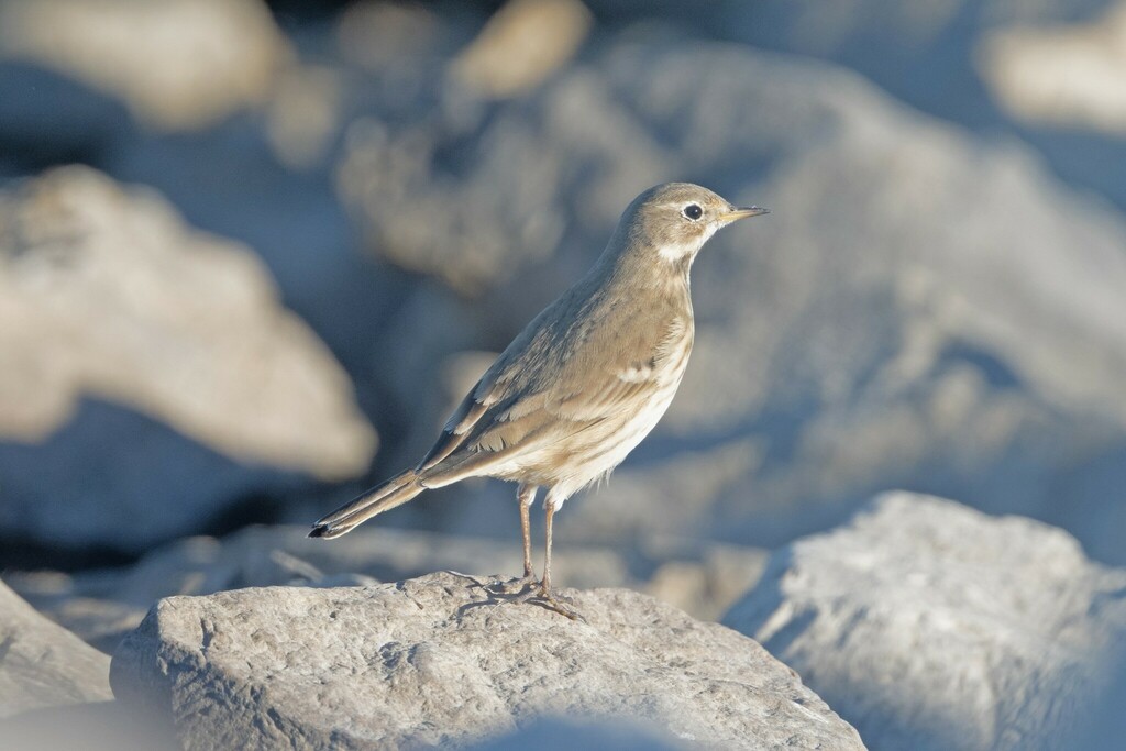 American Pipit from Lancaster County, NE, USA on October 6, 2024 at 09: ...