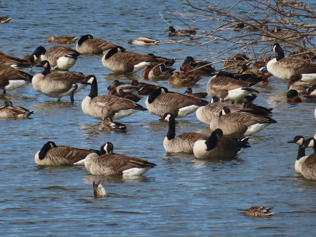 Canada Goose from Port Elgin, ON, Canada on October 6, 2024 at 01:16 PM ...