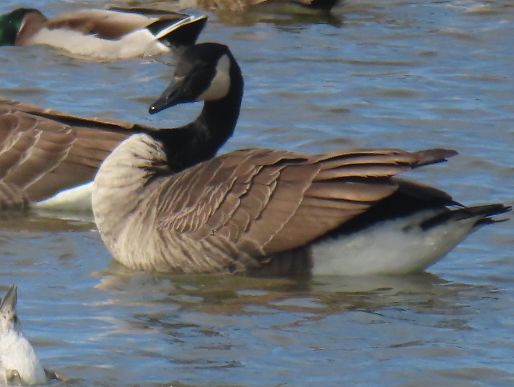Canada Goose from Port Elgin, ON, Canada on October 6, 2024 at 01:17 PM ...