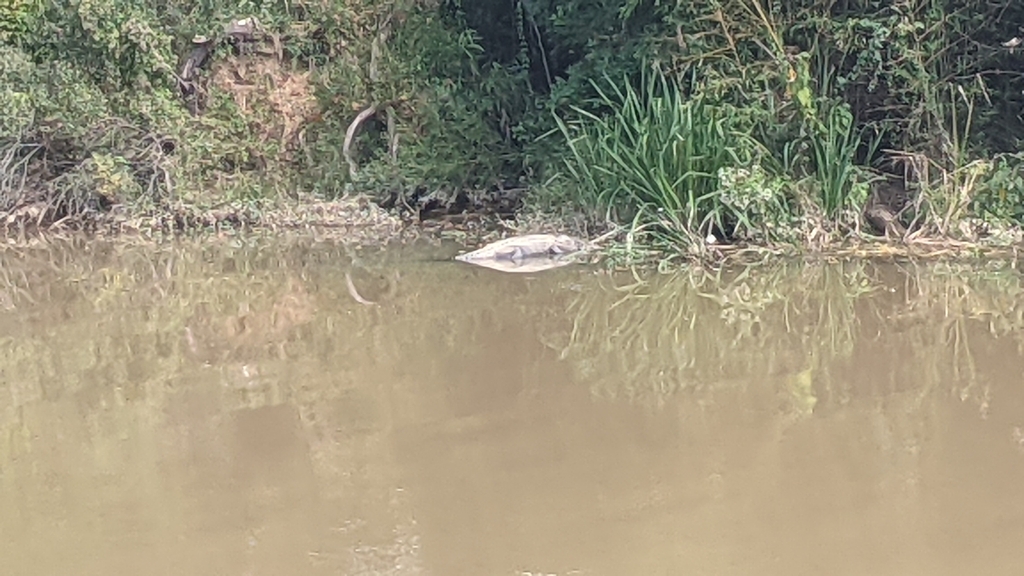 American Alligator from Midtown - Downtown, Columbia, SC, USA on ...