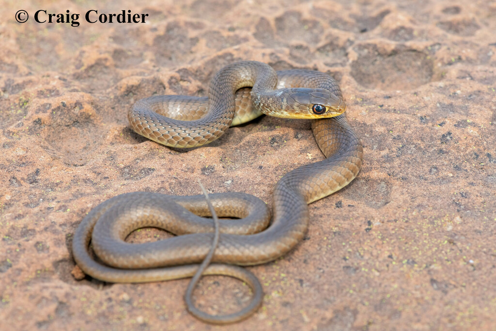 Short-snouted Whip Snake from Uthukela, ZA-NL, ZA on September 4, 2024 ...
