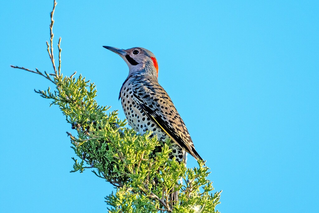 Northern Yellow-shafted Flicker from Lancaster County, NE, USA on ...