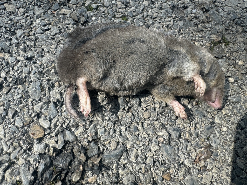 Northern Short-tailed Shrew from Venango County, PA, USA on October 6 ...