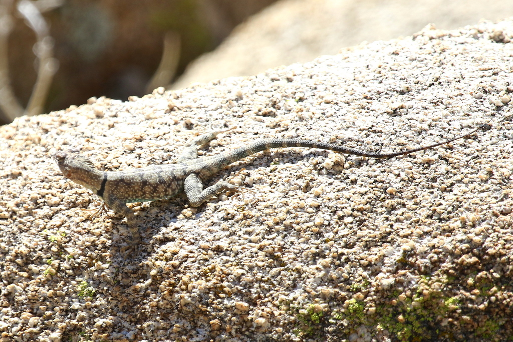 Banded Rock Lizard from Mountain Springs, Imperial County, CA on May 1 ...