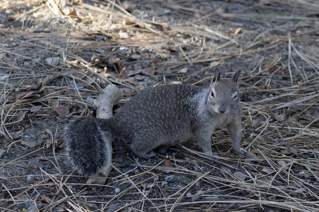 California Ground Squirrel from Glacier Point, Yosemite National Park ...