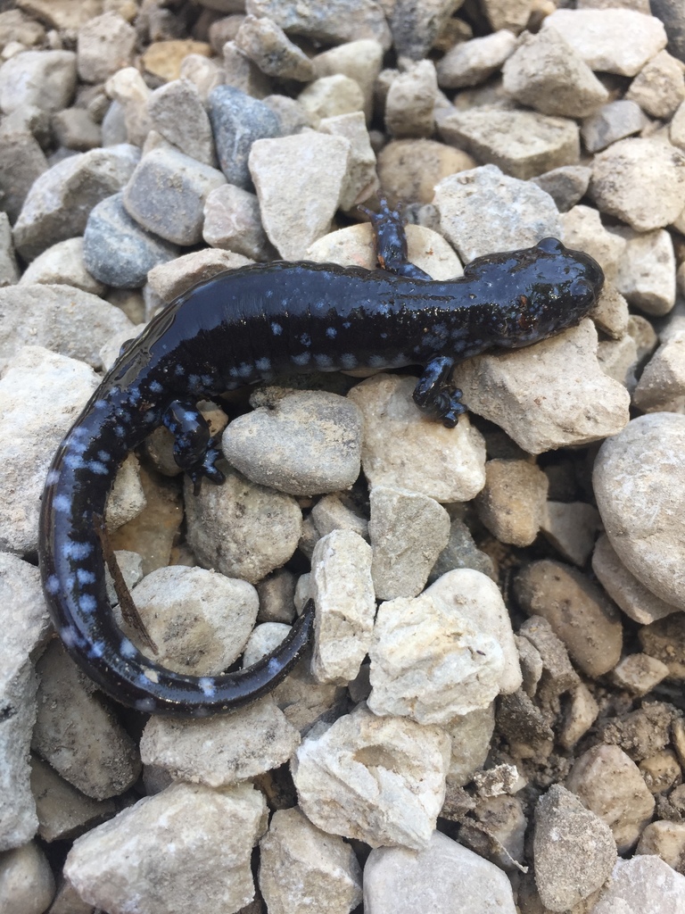 Blue-spotted Salamander from Kettle Morraine State Forest- Northern ...