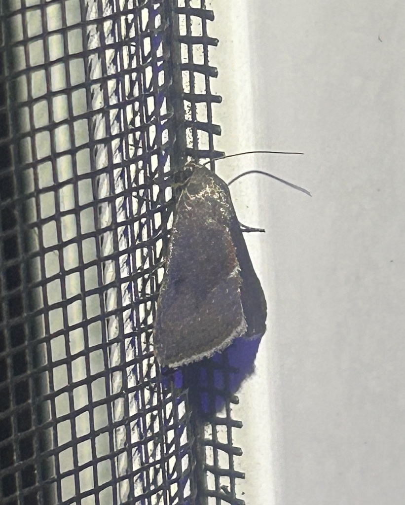 Wedgling Moth from E Main St, Hendersonville, TN, US on October 5, 2024 ...