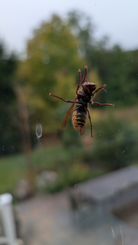 Hornets, Paper Wasps, Potter Wasps, and Allies from Hopewell, NJ 08525 ...
