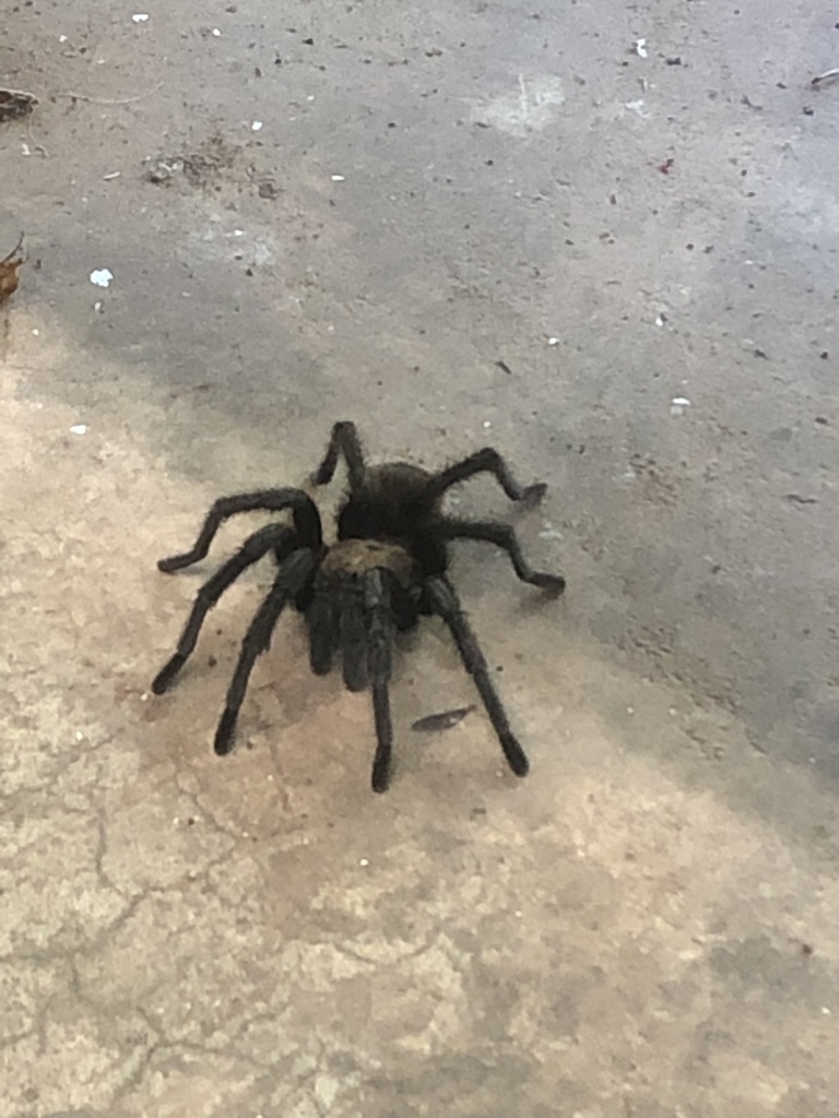 Texas Brown Tarantula from 73055, Marlow, OK, US on July 3, 2019 at 11: ...