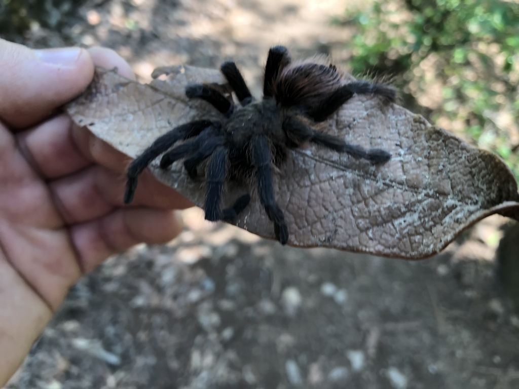 Texas Brown Tarantula from Santiago, Santiago, NL, MX on July 03, 2019 ...
