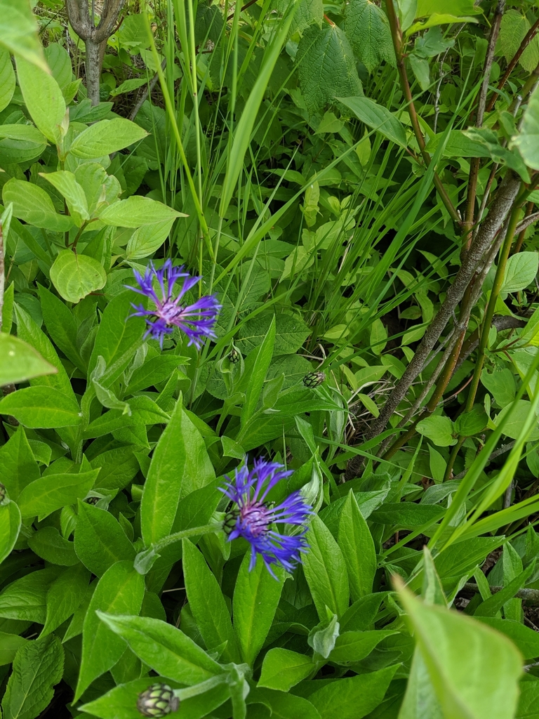 Perennial Cornflower from Lutsen, MN 55612, USA on July 04, 2019 at 11: ...