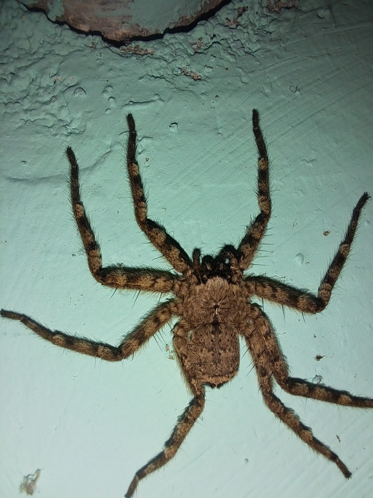 Crescent-eyed Spiders from La Macarena, Meta, Colombia on October 6 ...