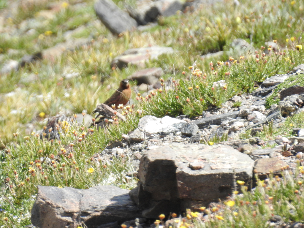 Brown-capped Rosy-Finch from Lava Cliffs on July 6, 2018 at 11:58 AM by ...