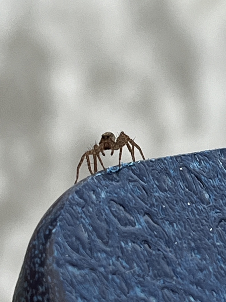 Thin-legged Wolf Spiders from Glenmead Dr, Delaware, OH, US on October ...