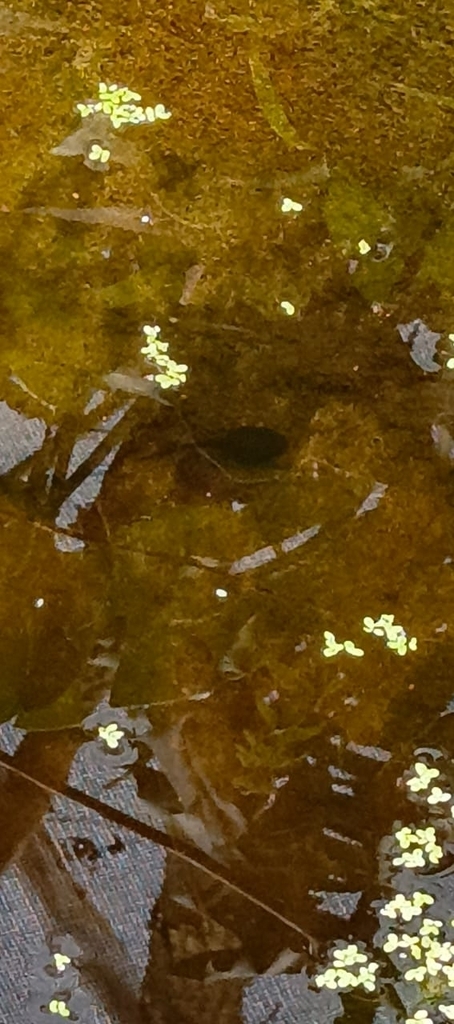 Frogs and Toads from Parroquia El Sagrario, Ibarra, Ecuador on October ...