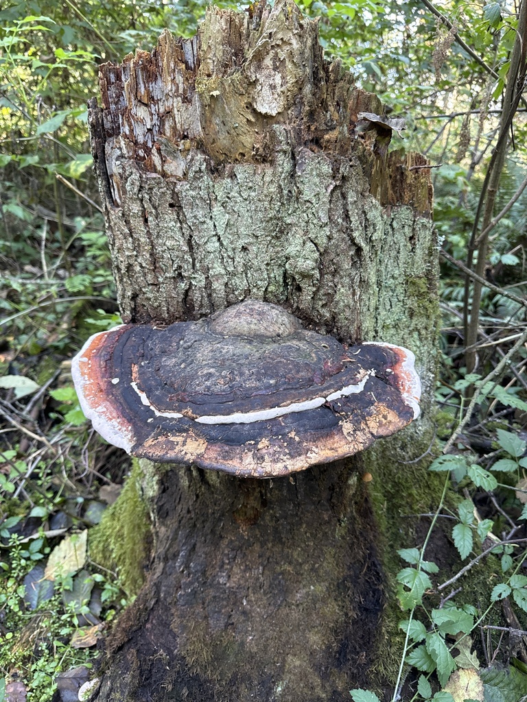 Shelf Fungi from Whidbey Island, Oak Harbor, WA, US on October 6, 2024 ...