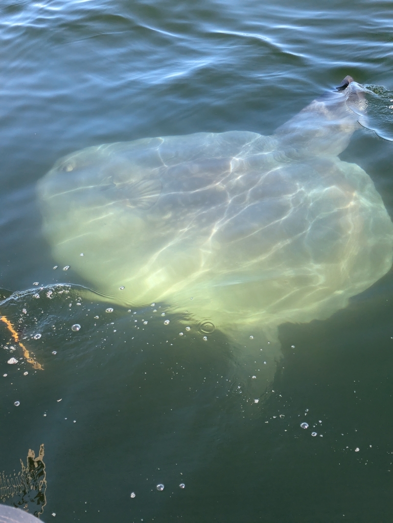 Hoodwinker Mola from United States on October 05, 2024 at 10:23 AM by ...