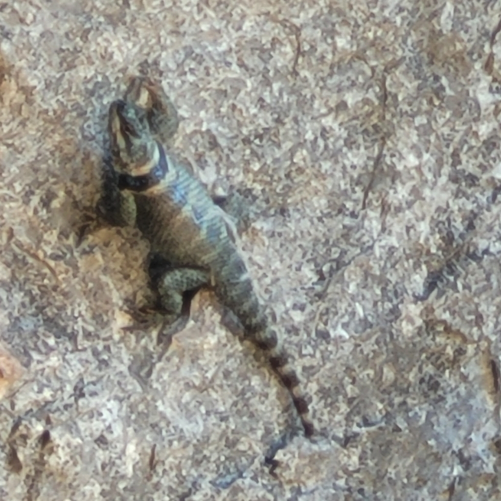 Crevice Spiny Lizard from Del Rio, TX 78840, USA on October 6, 2024 at ...