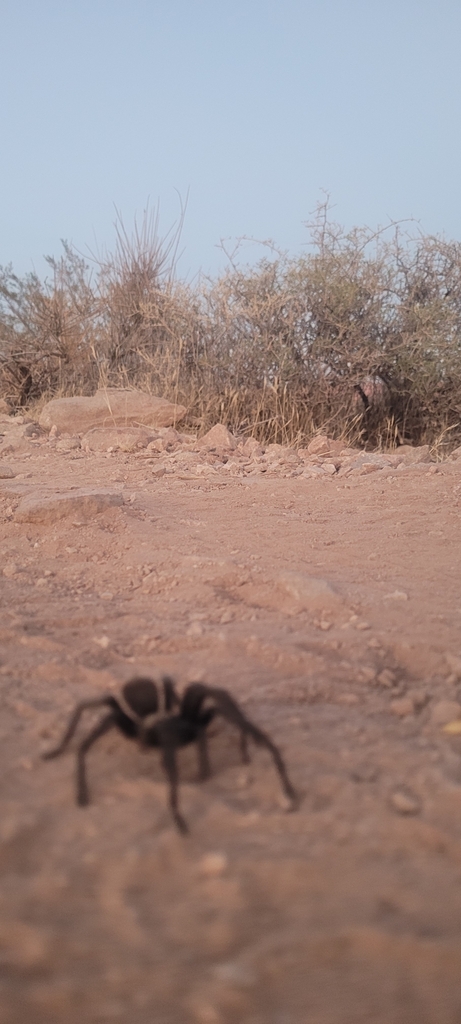 Desert Tarantula from St. George, UT 84790, USA on October 6, 2024 at ...