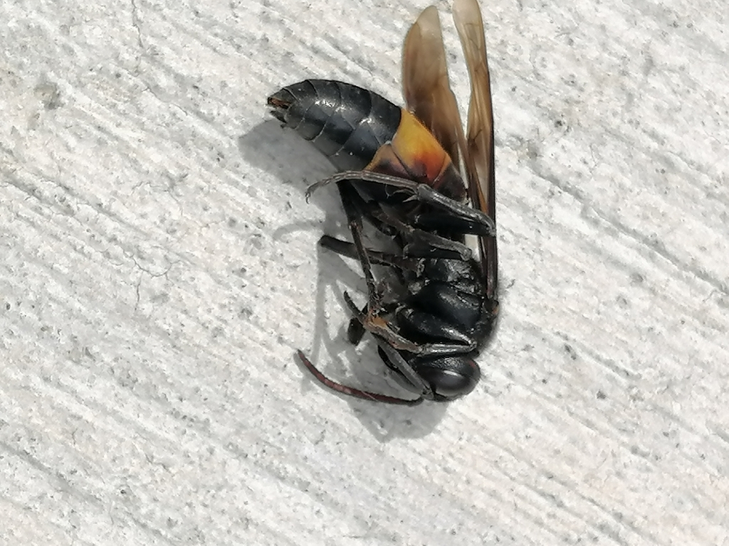 Lesser Banded Hornet from Singapore on October 7, 2024 at 02:53 AM by ...
