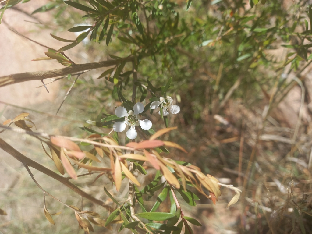 mountain tea tree from Boompa QLD 4621, Australia on October 7, 2024 at ...