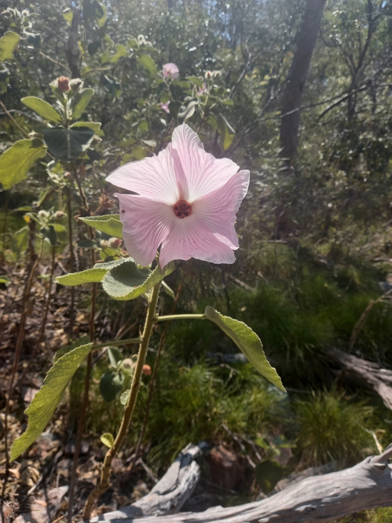 Hibiscus splendens from Boompa QLD 4621, Australia on October 07, 2024 ...