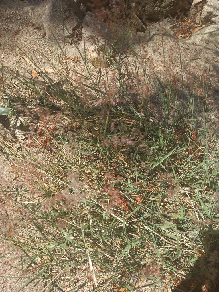 Natal grass from Boompa QLD 4621, Australia on October 7, 2024 at 10:10 ...