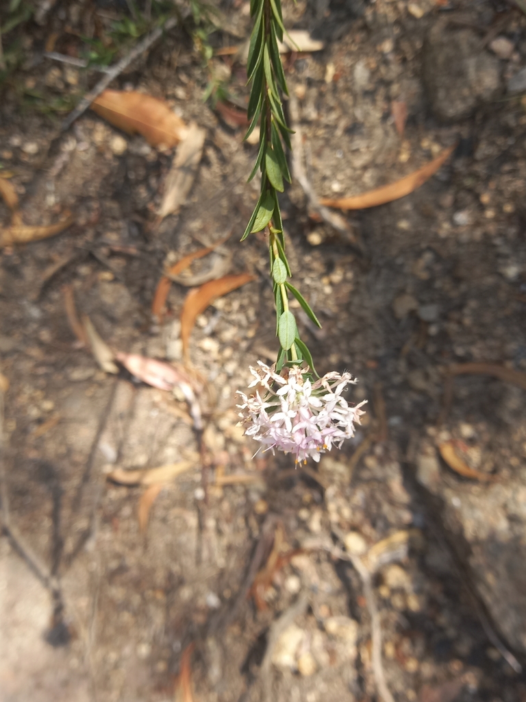 Queen of the Bush from Boompa QLD 4621, Australia on October 7, 2024 at ...