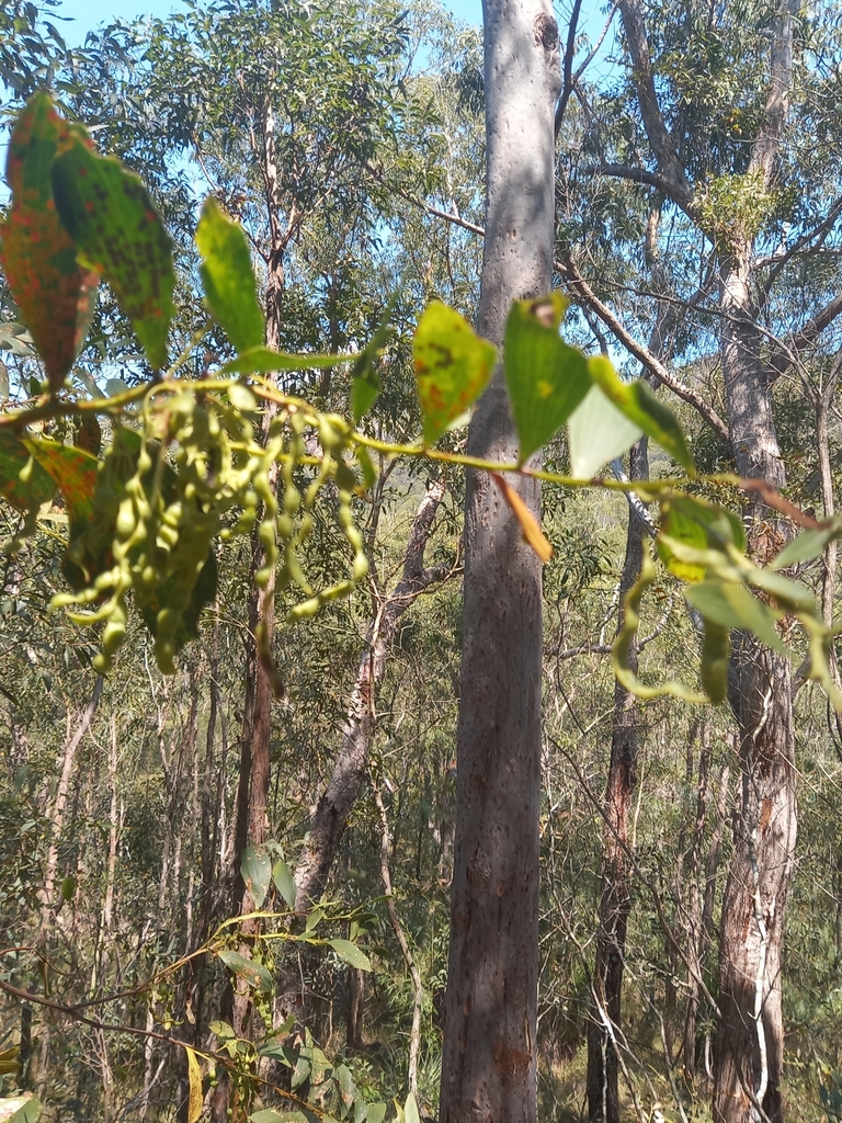 flat-stemmed wattle from Boompa QLD 4621, Australia on October 7, 2024 ...