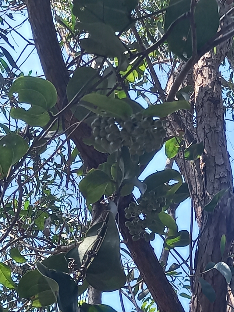 Austral Sarsaparilla from Boompa QLD 4621, Australia on October 07 ...